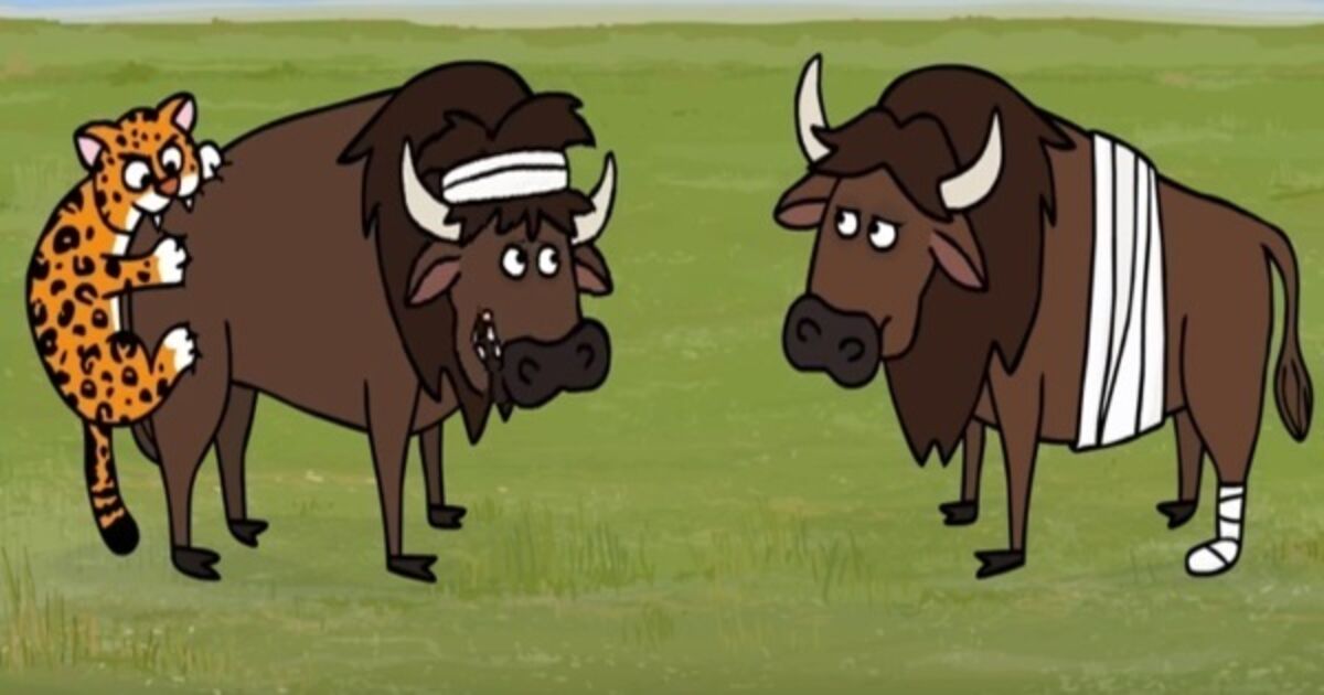 That pesky puma! Sminky Shorts look forward to Ireland V Argentina