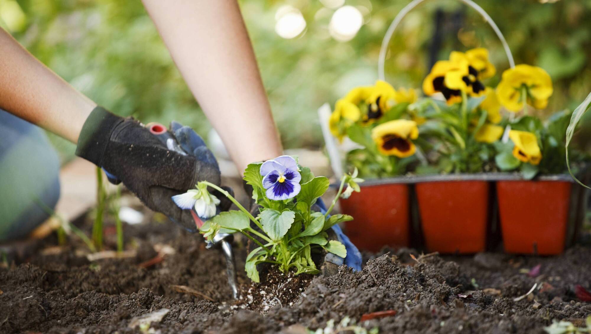 Garden Digest: Events to help you to enjoy your green spaces