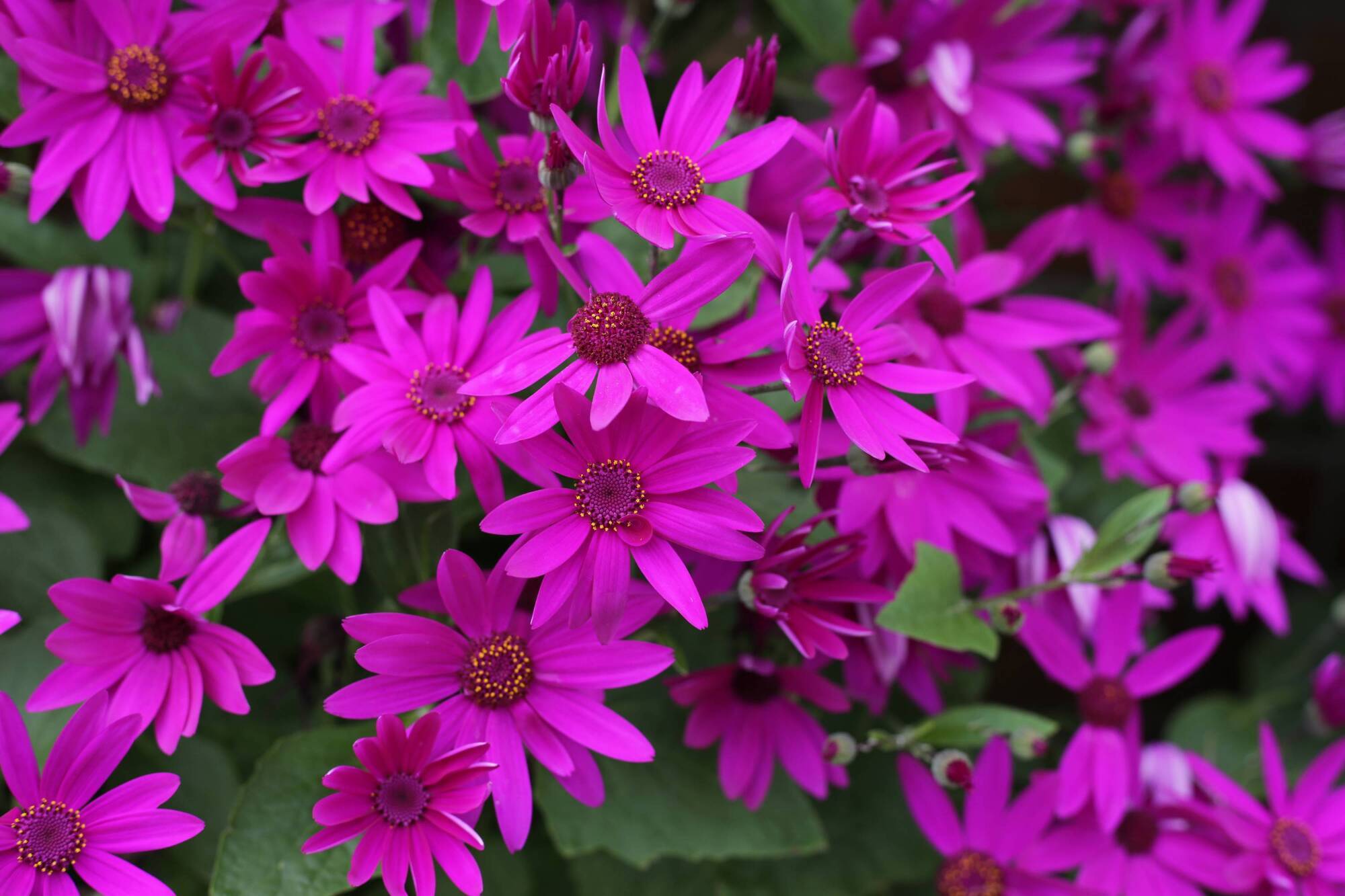 Garden Q&A: Will my senetti plant last another year?
