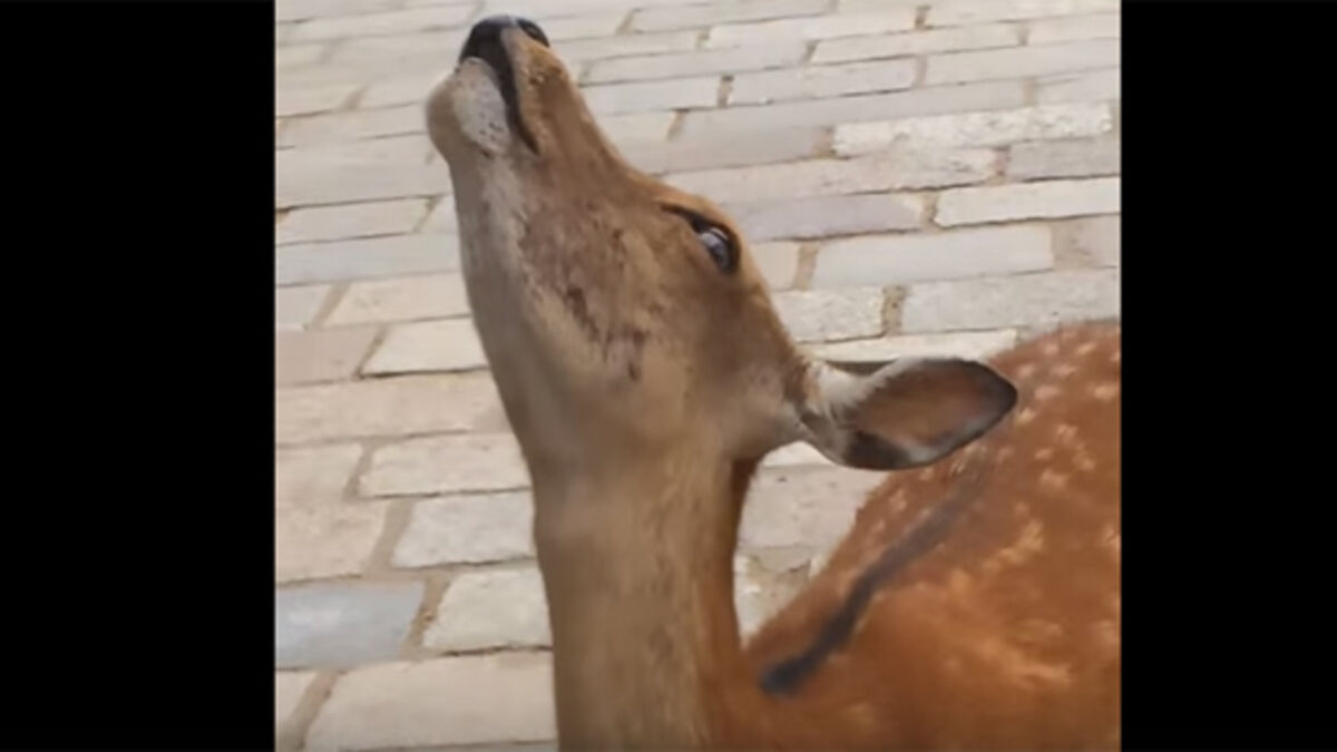 WATCH: This screaming deer is all kinds of weird