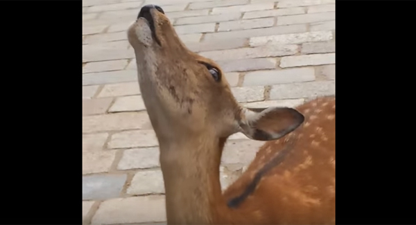 WATCH: This screaming deer is all kinds of weird