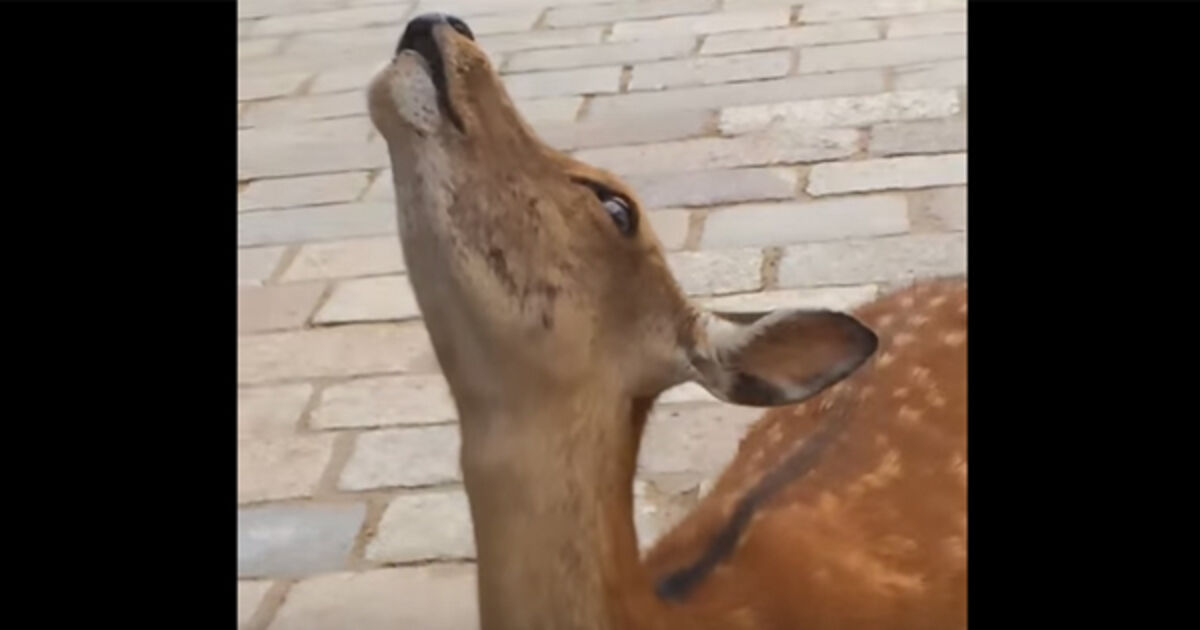 WATCH: This screaming deer is all kinds of weird