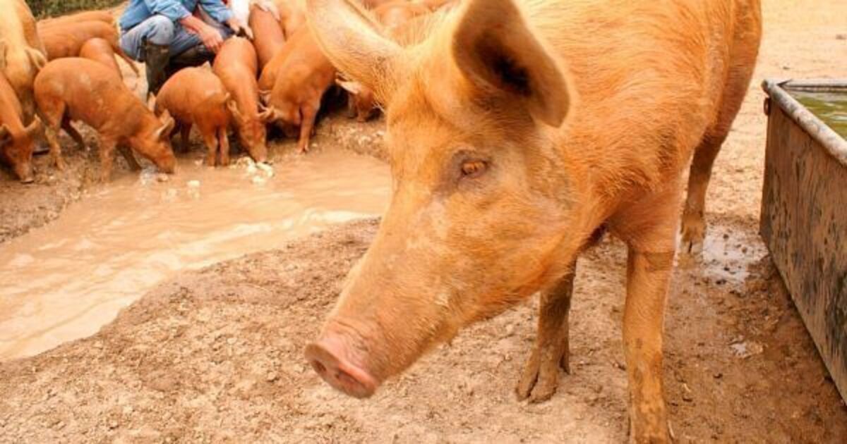 PigGate: The best reactions to that story about David Cameron and a pig ...