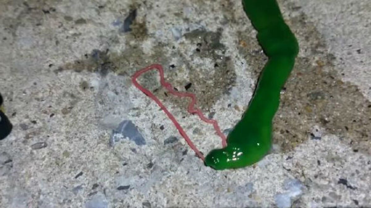 This bright green, slimy sea creature is giving the internet nightmares