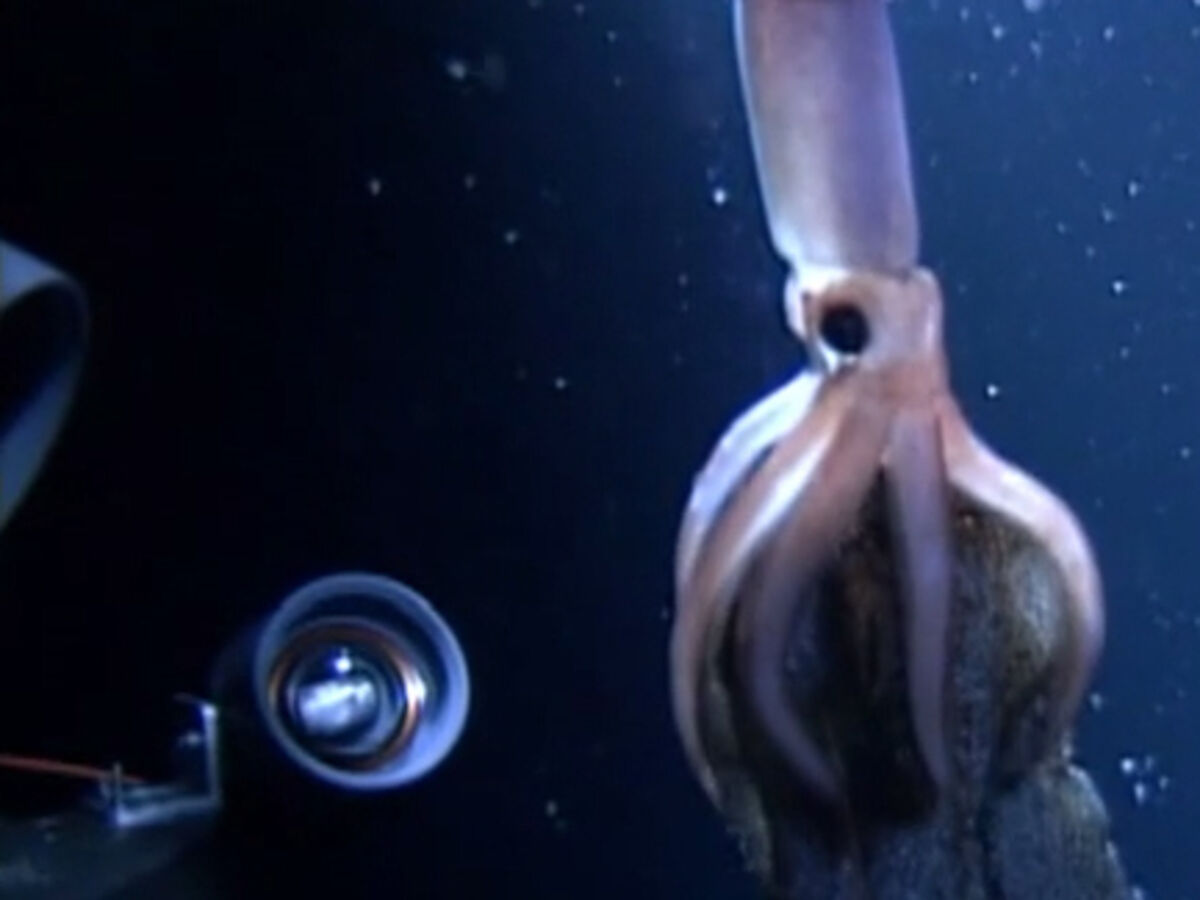 Baby Squid