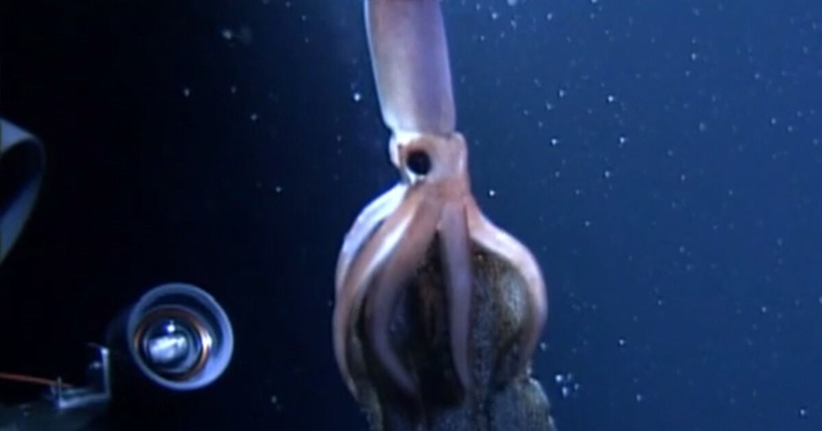 Watch a giant squid give birth in rare undersea footage