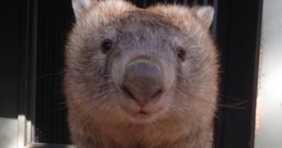 This clinical depressed and orphaned wombat makes a unusual best friend