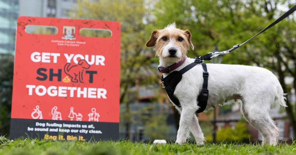 Cork City Council gives out thousands of free poop disposal bags to ...