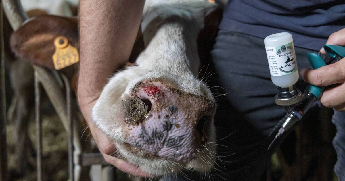 Vets urge farmers to vaccinate herds against bluetongue as high-risk ...