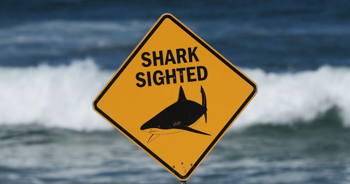Fisherman mauled on Great Barrier Reef in second fatal shark attack in ...