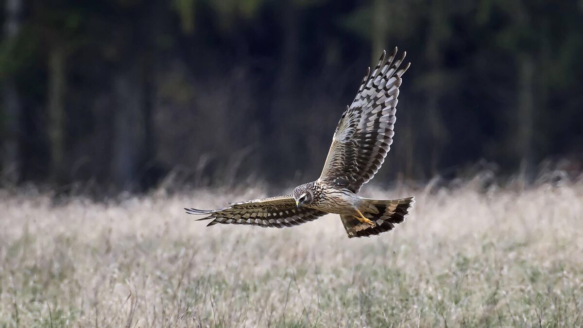 Progress being made to reverse hen harrier decline