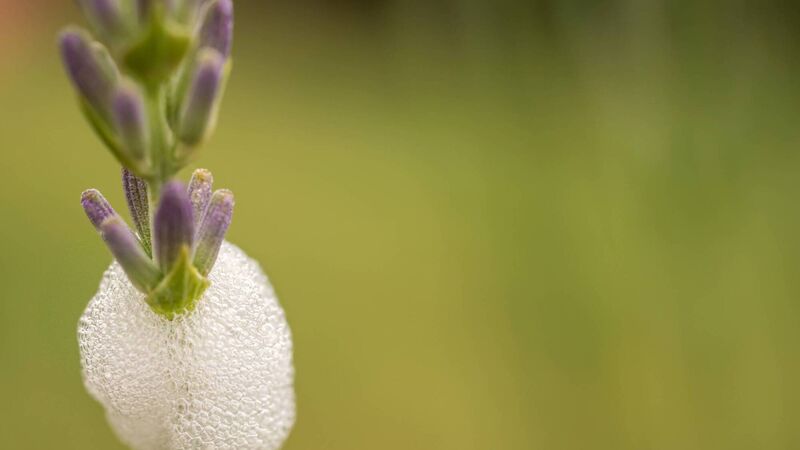 Garden Q&A: What's the best way to deal with cuckoo spit on lavender ...