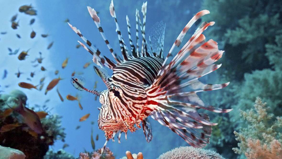'Chock full of incredible animals': Marine expedition discovers 31 new ...