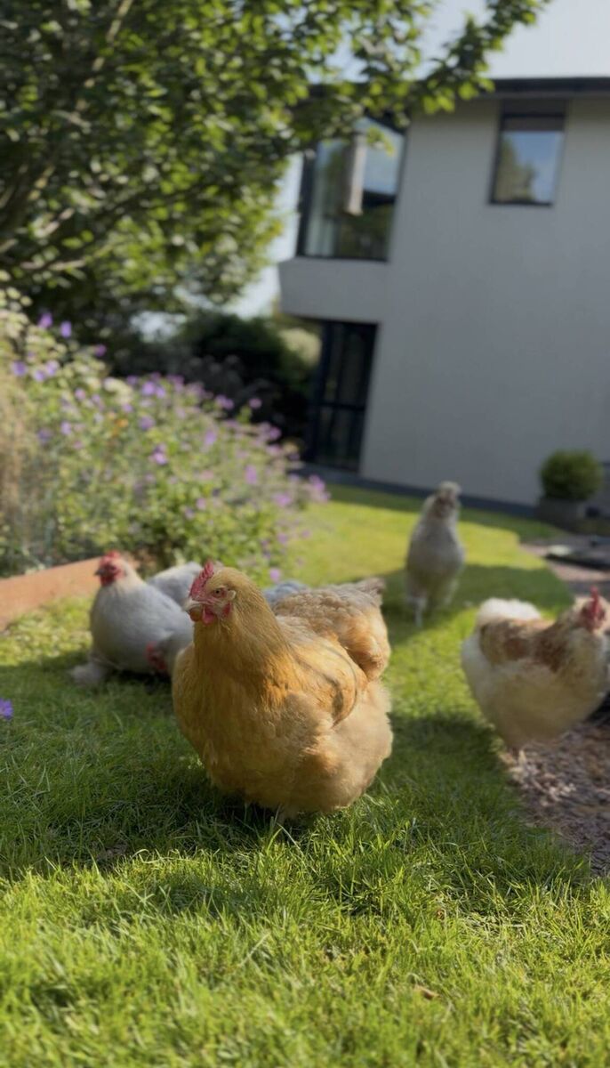 Inside a Blarney cottage transformed into a modern four-bed home with ...