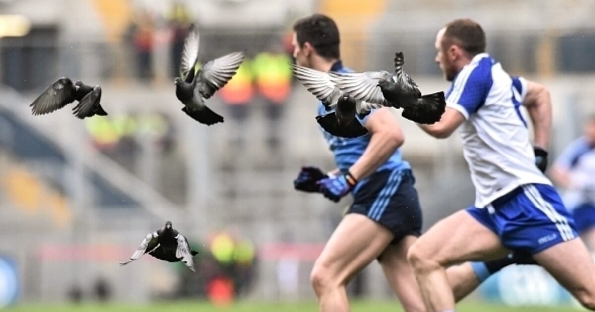 GAA recruits hawk to scare off pigeon pitch invaders