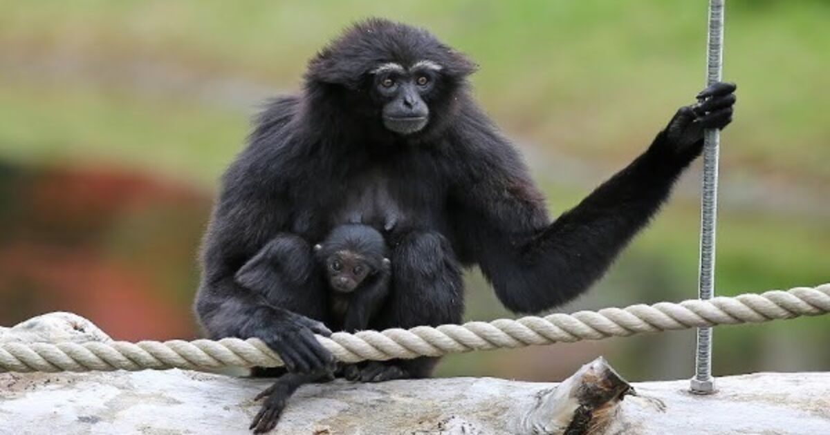 A new baby monkey born at Fota Wildlife is looking for a name