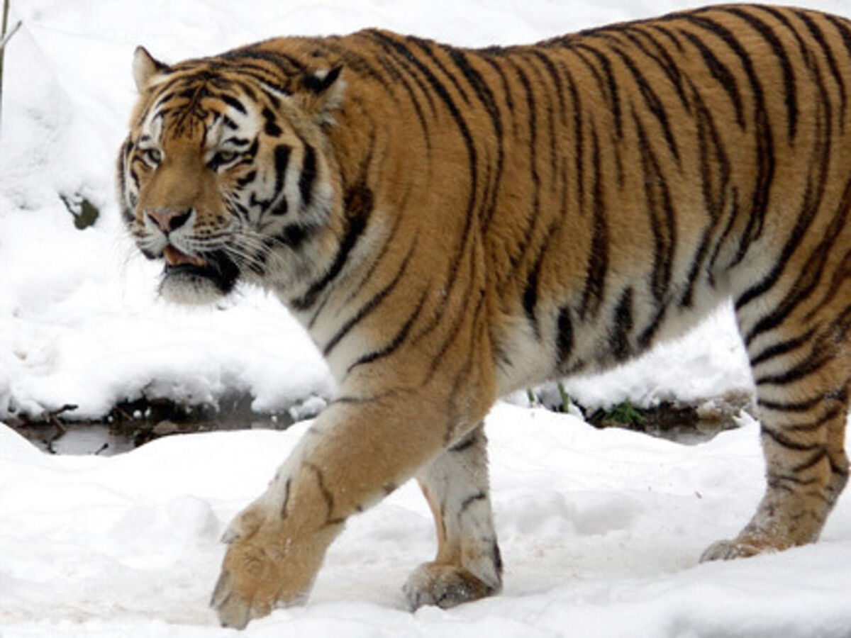 Siberian Tigers Attacking