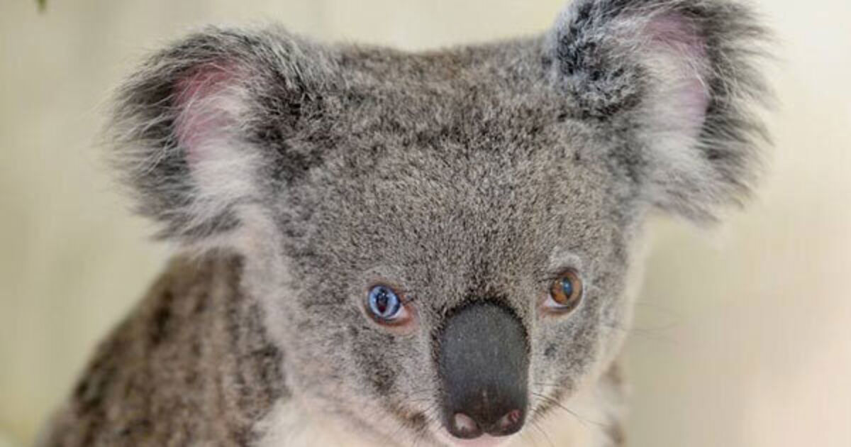 Rescued koala with rare condition is found to have two different ...