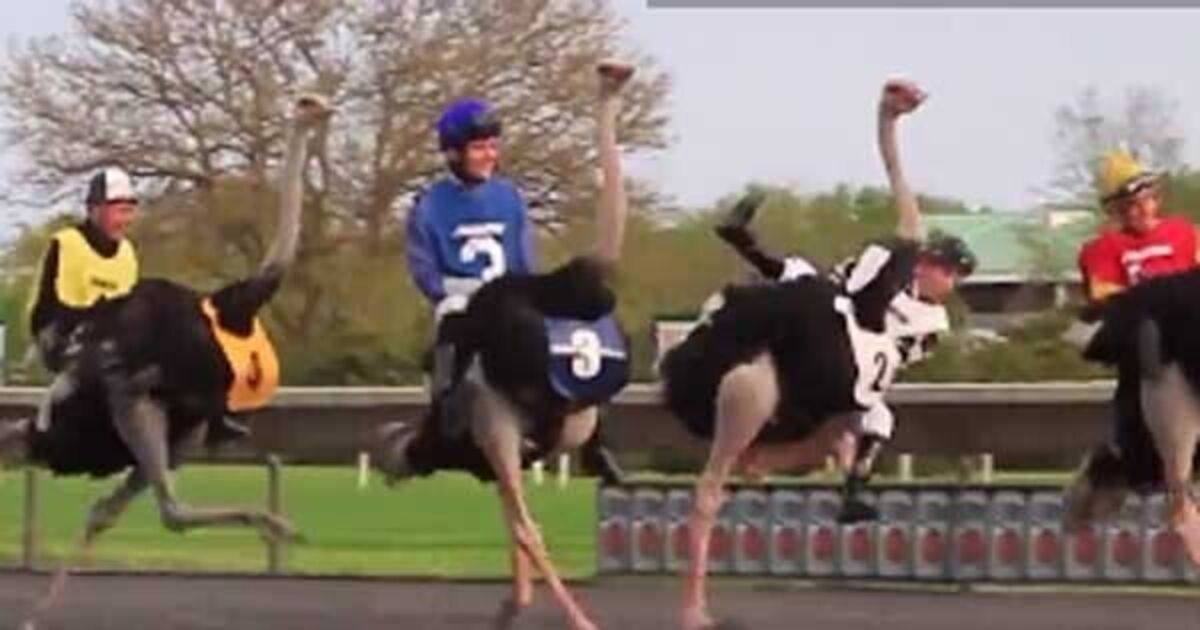 Chicago racecourse launches season with ostrich racing