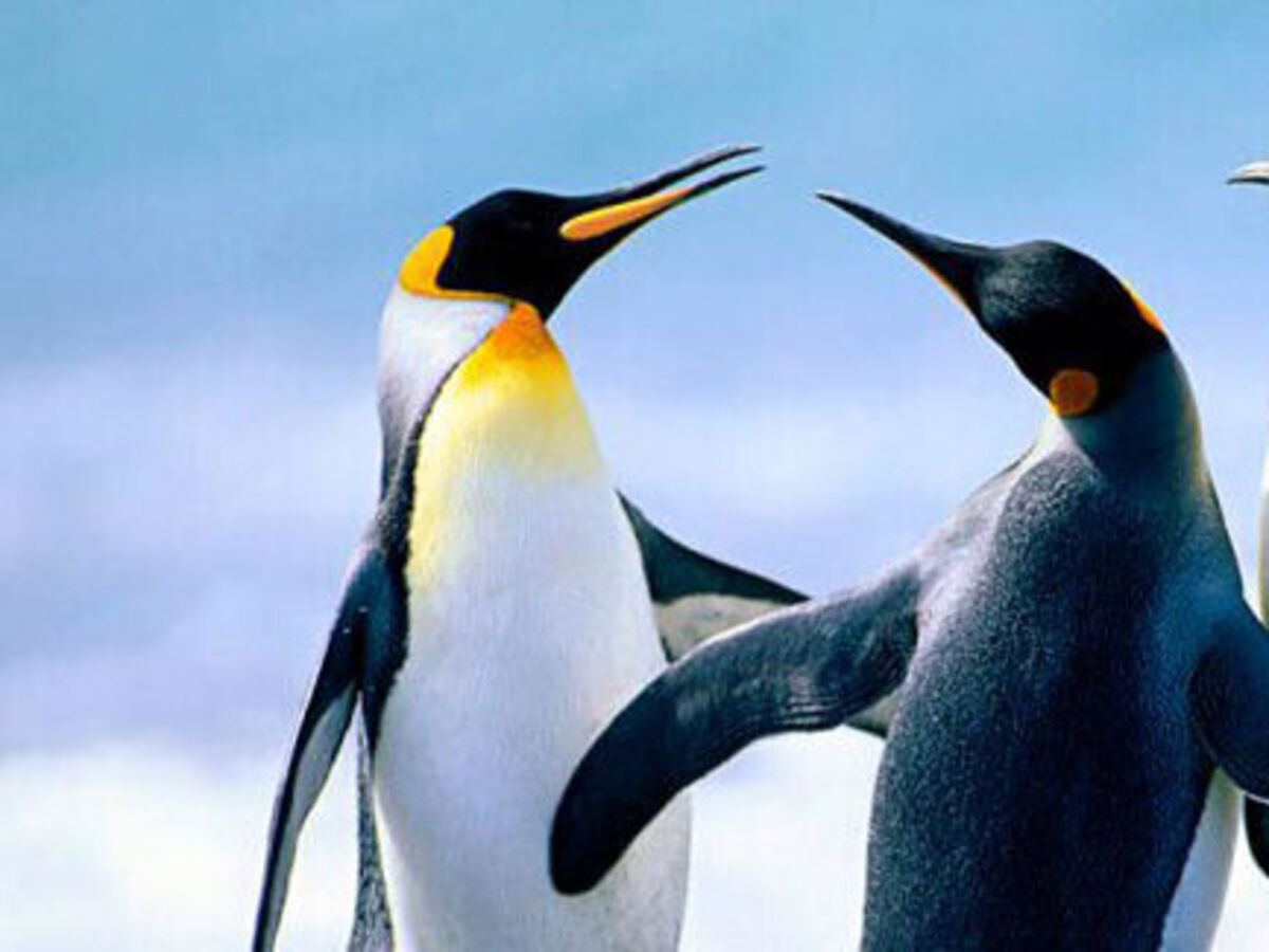 Gods In Charge Penguins