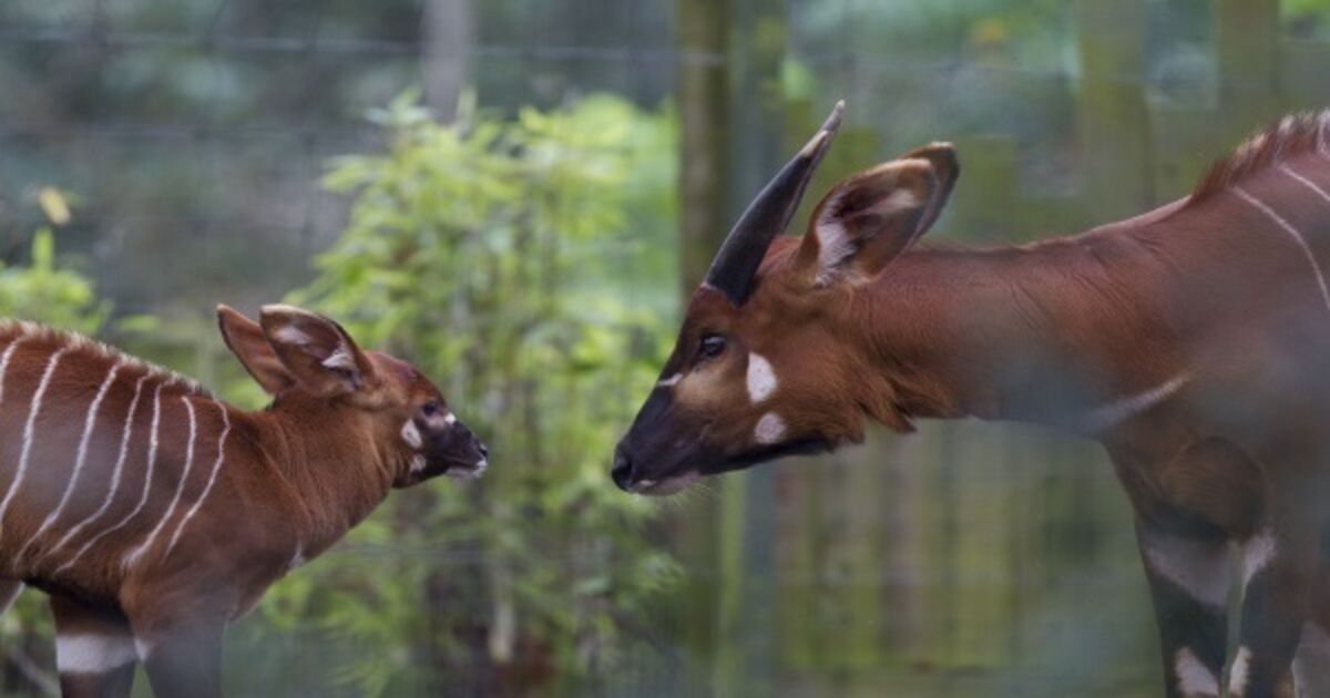 New Bongo calf born at Dublin Zoo