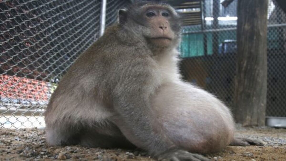 Morbidly obese monkey Uncle Fat on a diet after gorging on junk food
