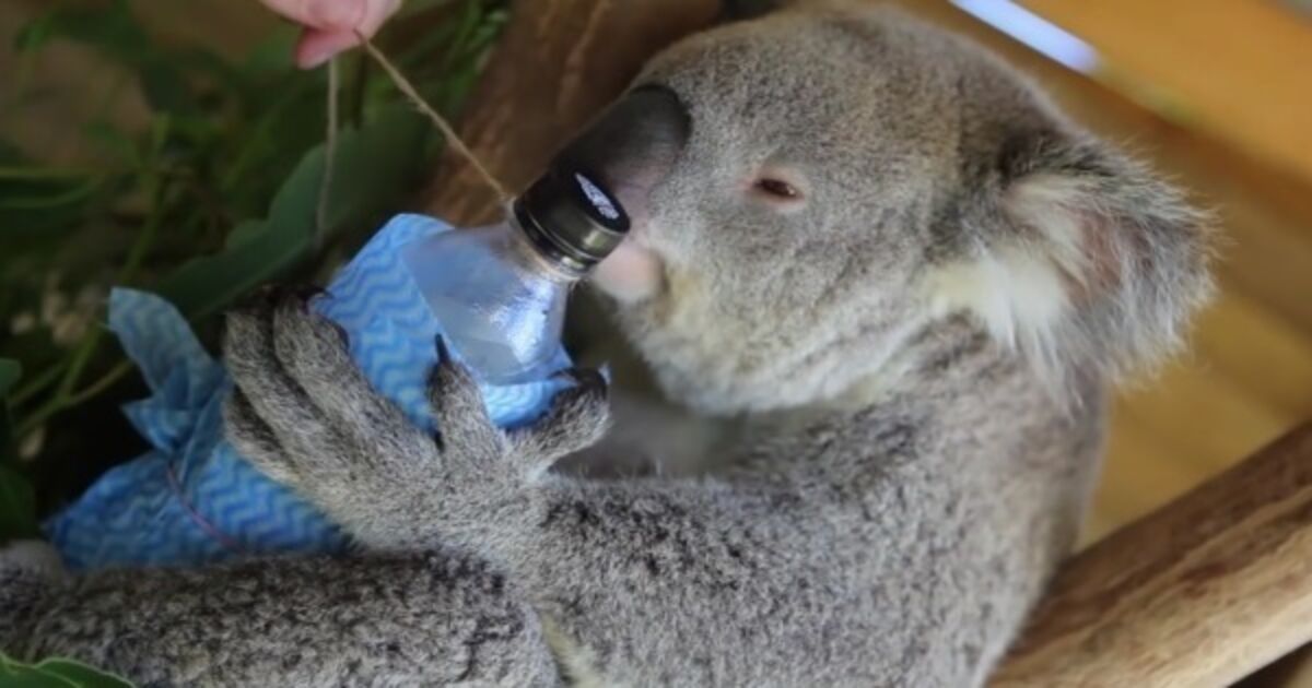 WATCH: Australian zoo keeps koalas cool in 40 degree-plus temperatures