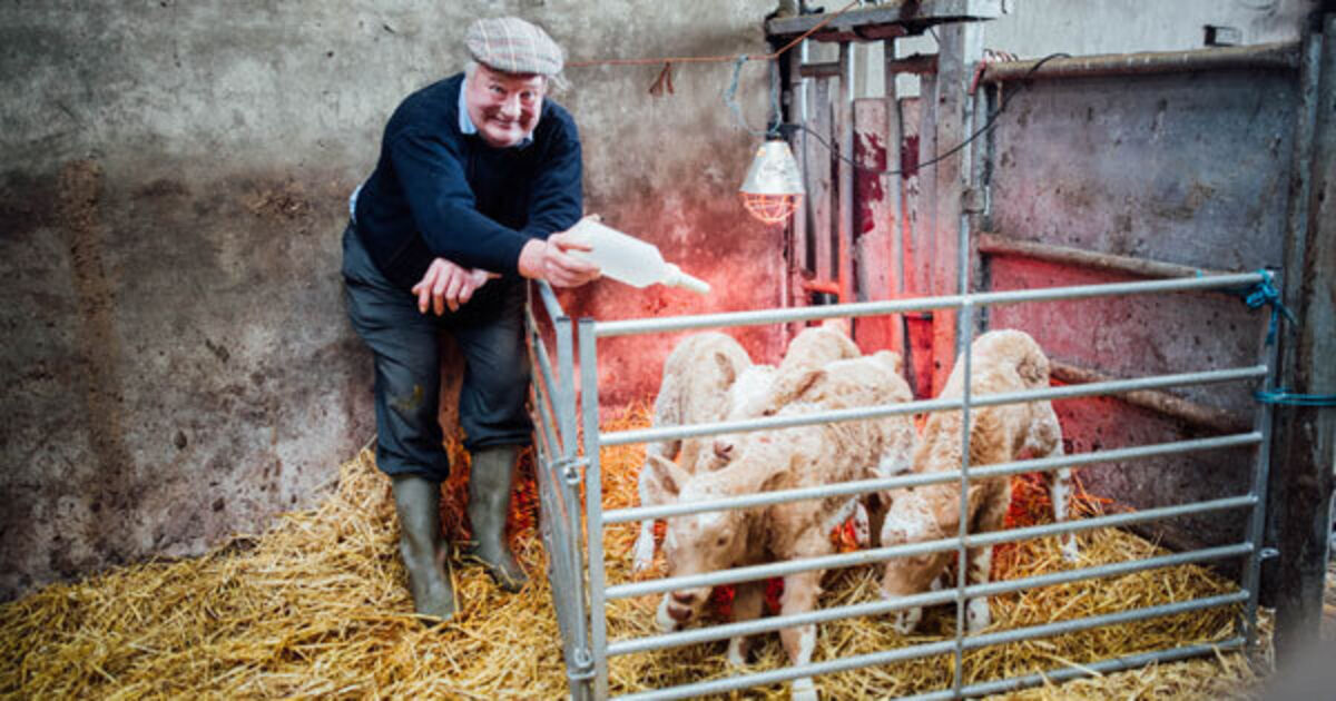 Identical quad calves cause sensation in Clare