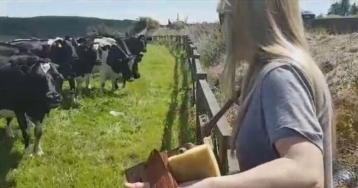 Watch the moment Sharon Shannon beckons a herd of cows with a tune