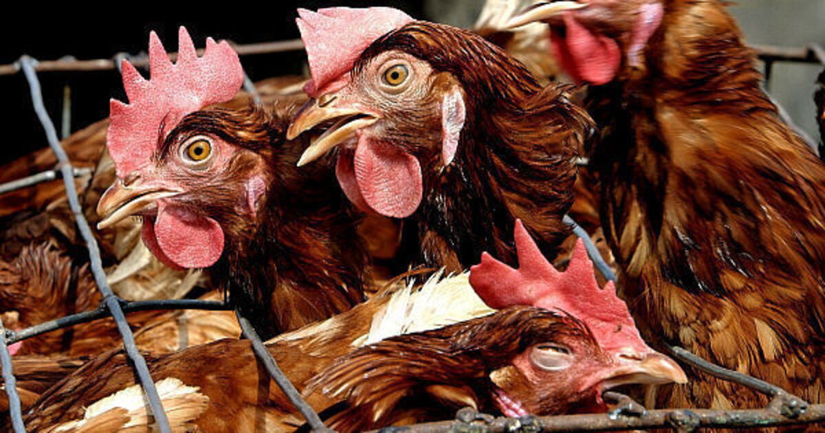 Stephen Cadogan: For the birds: The challenges of conserving biodiversity