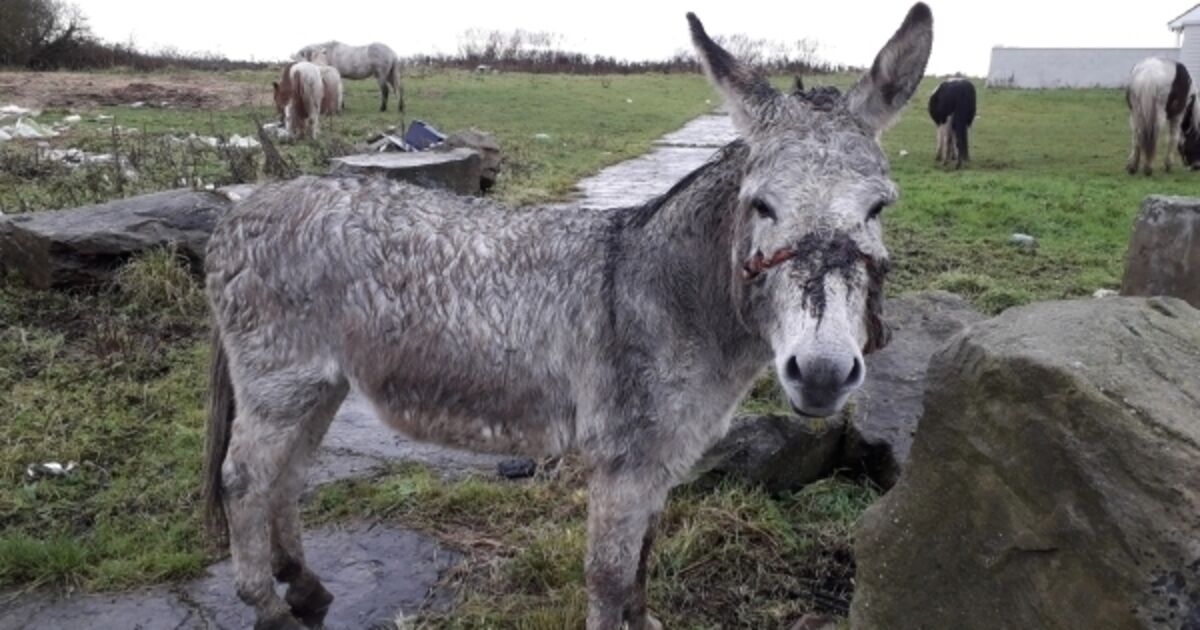 ISPCA looking for owner of donkey rescued with 'horrific head injuries ...