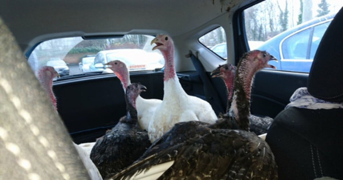 Seven plucky turkeys stage Christmas sit in