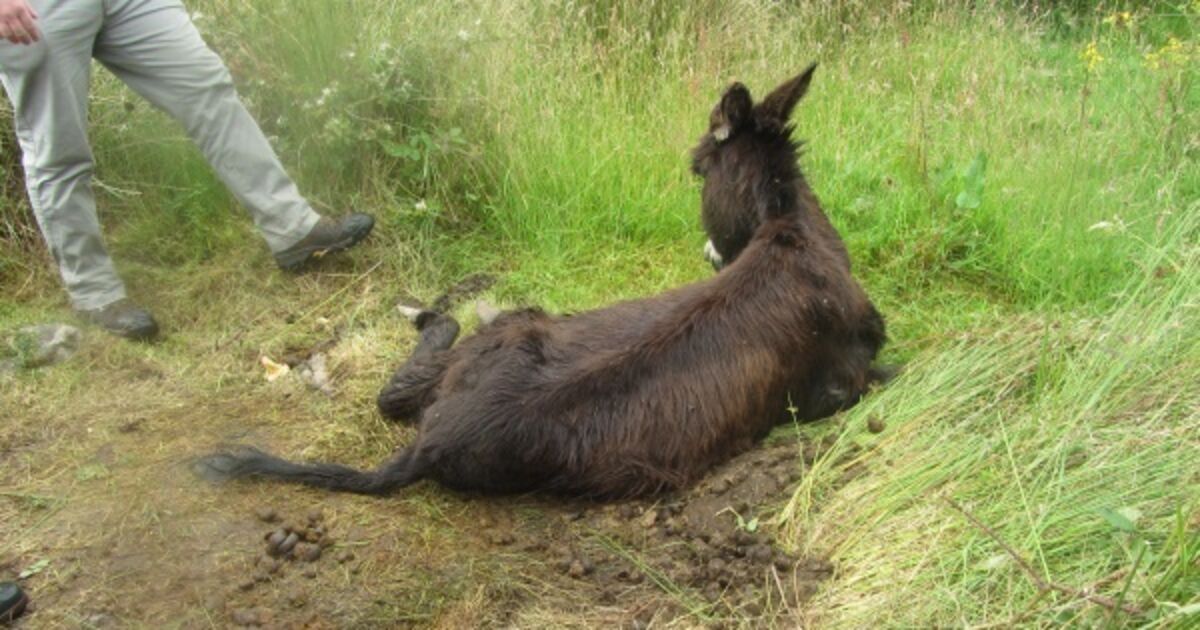 ISPCA rescue donkey in 'serious collapsed state' after not being able ...