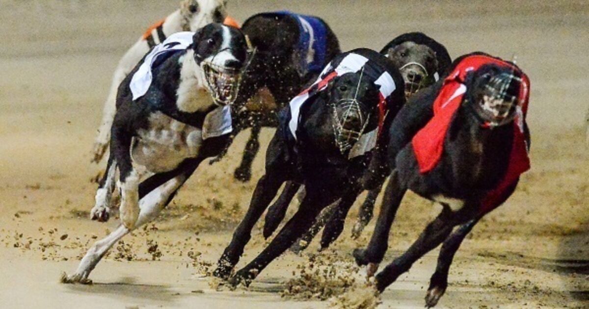 Dog owner challenges Irish Greyhound Board for witholding race prize ...