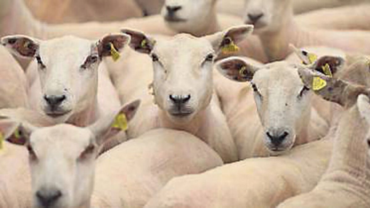 Sheep slaughtered without stunning doubles to more than 11 million in UK