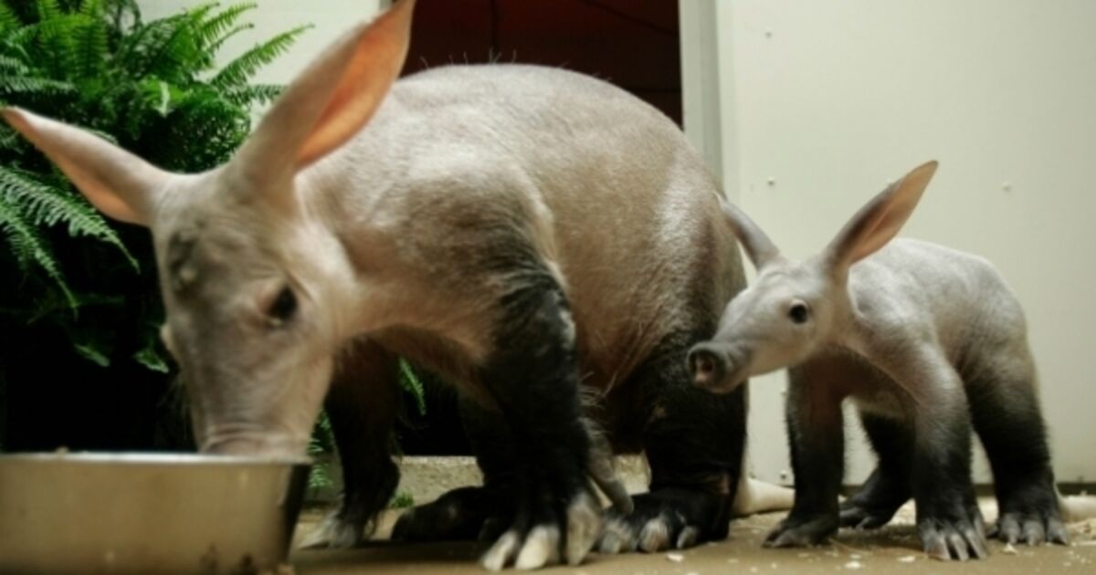 Aardvark population decreasing in their native Africa