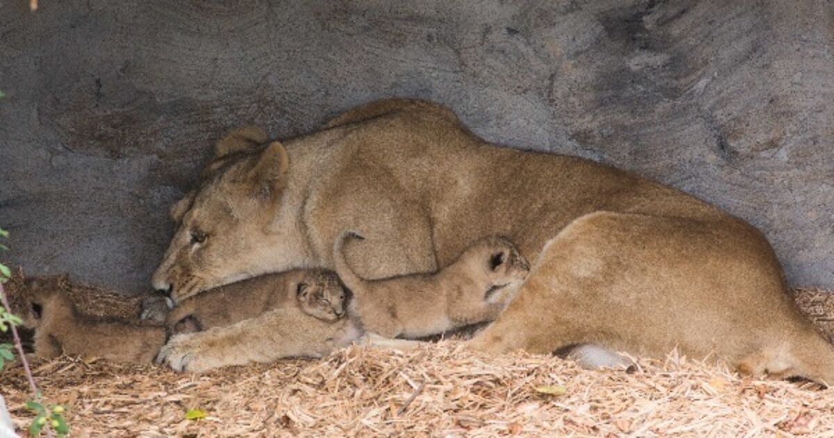 First ever Asian Lion cubs born at Fota Wildlife Park