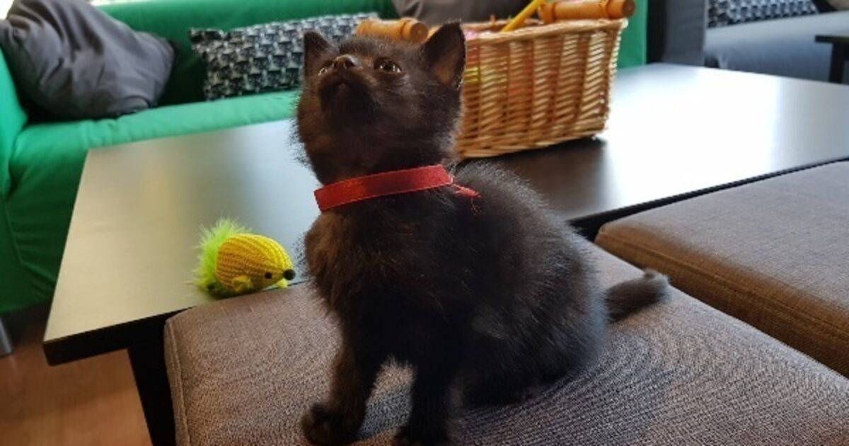 Ireland’s first cat lounge opens in Dublin today