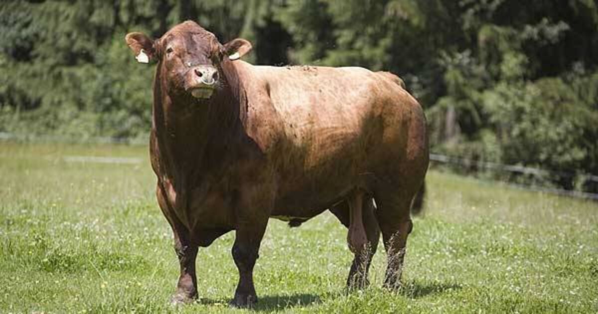 Udderly ridiculous; There's now a 'dating' app for bulls
