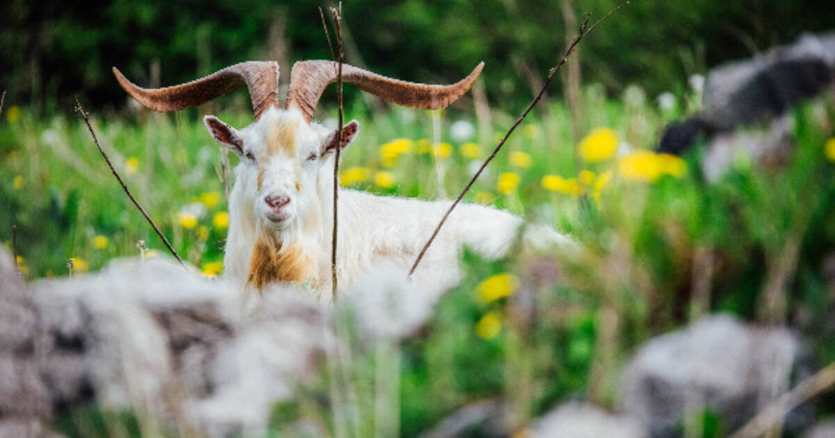 61 year old Louth farmer comes to the rescue of herd of 'randy' Clare goats
