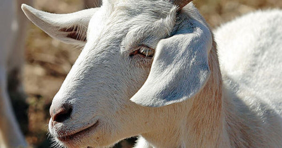 Goats 'procreating like there is no tomorrow' disturbing Clare motorists