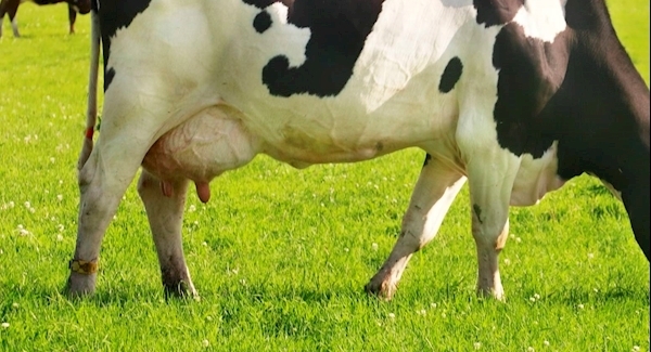 Farmer suffered catastrophic head injuries after suspected kick from ...