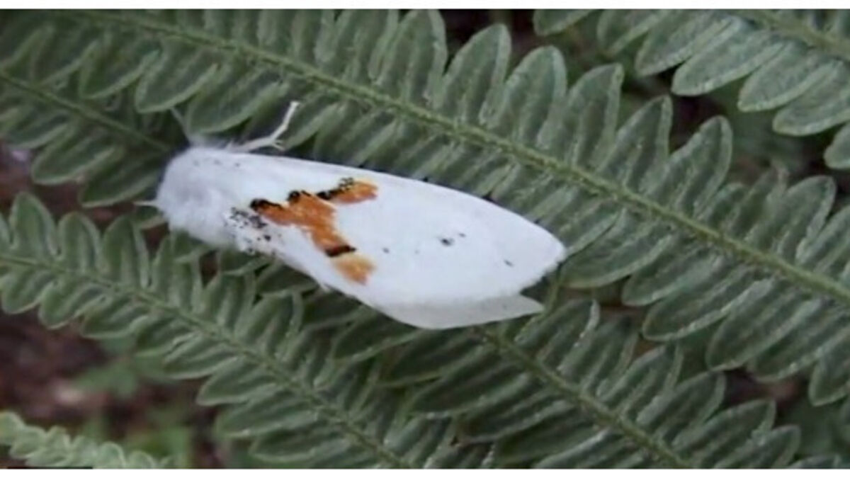 ‘Extinct’ white moth found throughout Kerry woodland