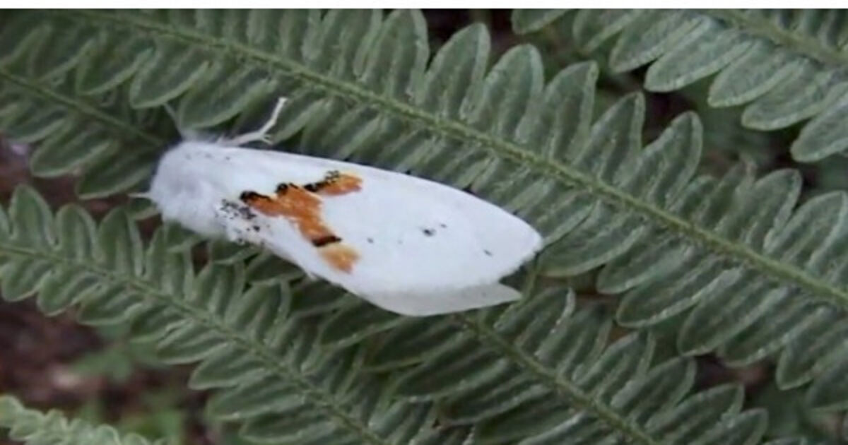 ‘Extinct’ white moth found throughout Kerry woodland