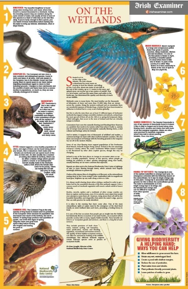 Download your free poster series to celebrate Ireland's Biodiversity week