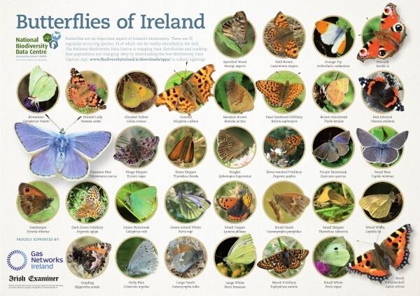 Download your free poster series to celebrate Ireland's Biodiversity week