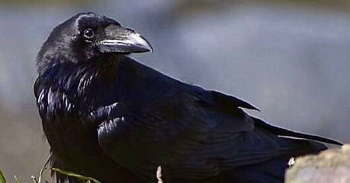 Resilient ravens show rare species reversal