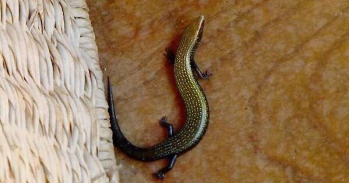 Easeful meditation watching a skink’s exotic dance