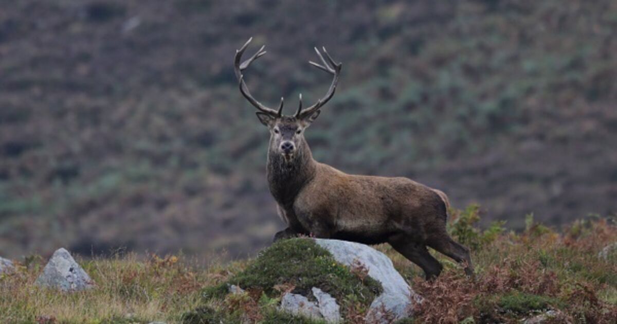 Richard Collins: Are Irish red deer starting to shed antlers?