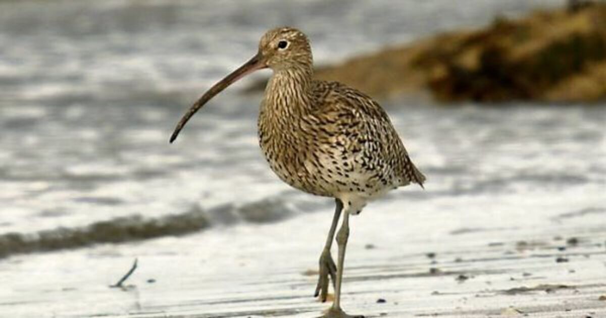 The glossy ibis invasion continues